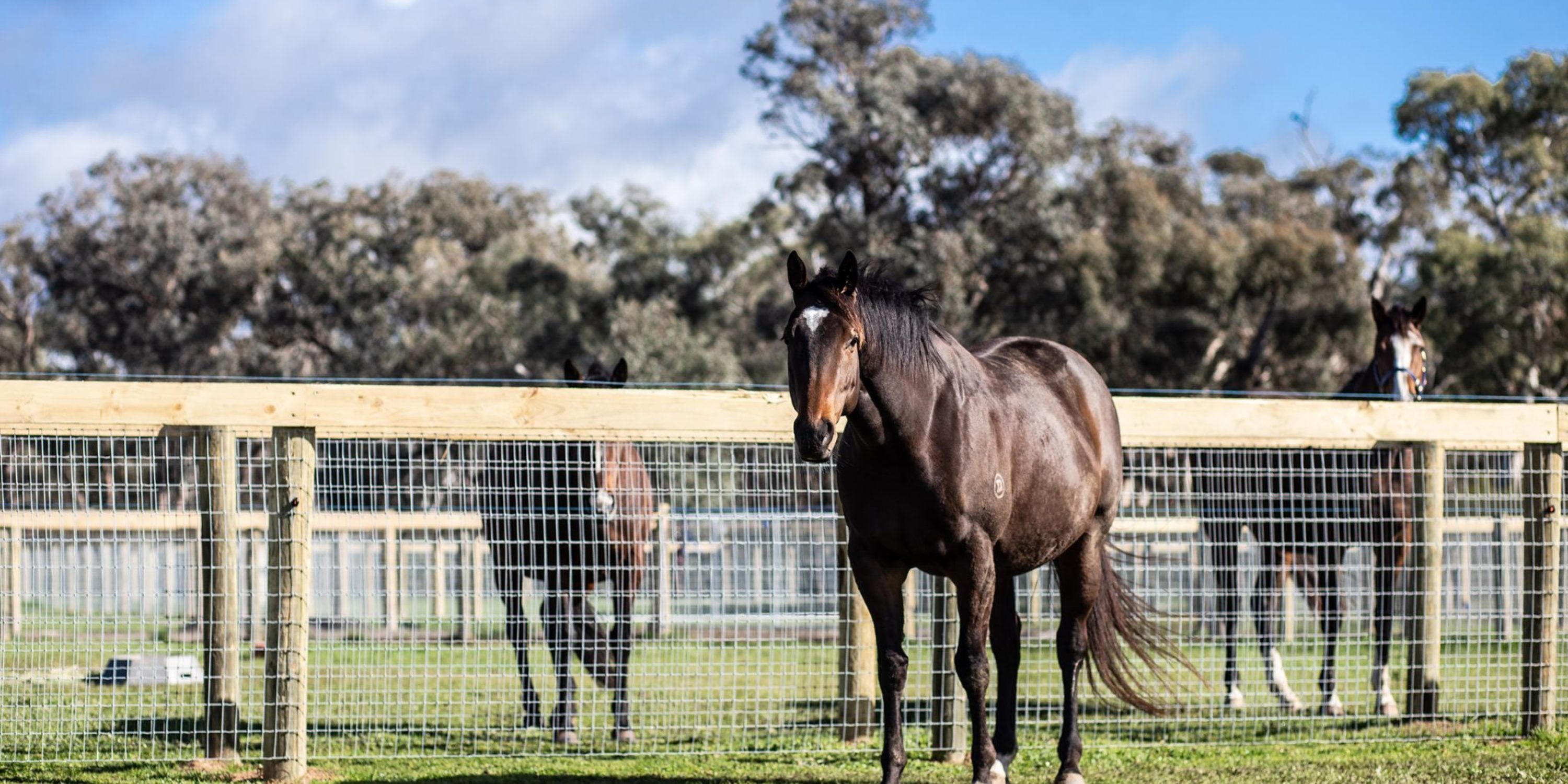 Farm and Rural Fencing Supplies Australia - Southern Wire
